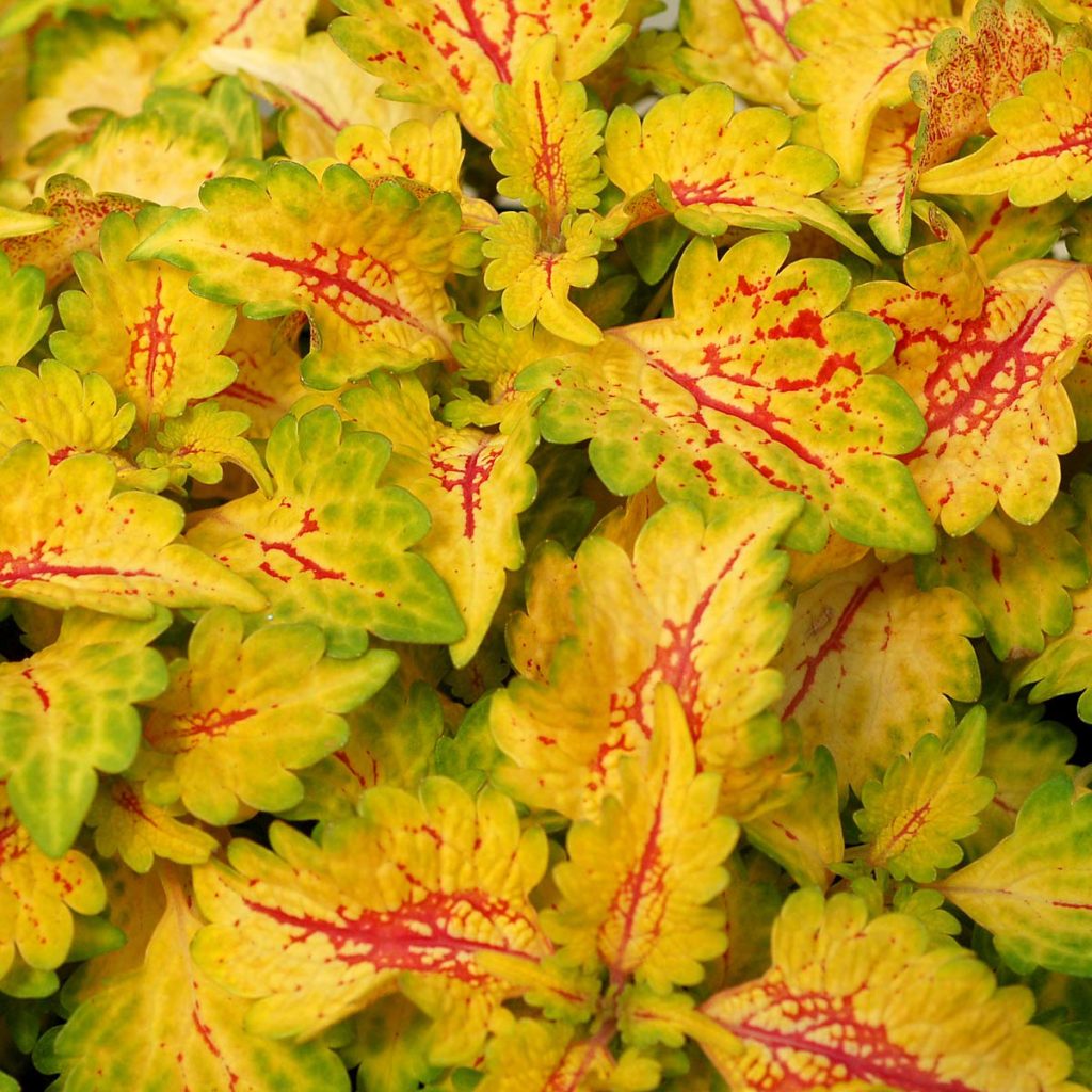 Coleus FANCY FEATHERS™ ‘Copper’ | TERRA NOVA® Nurseries, Inc.