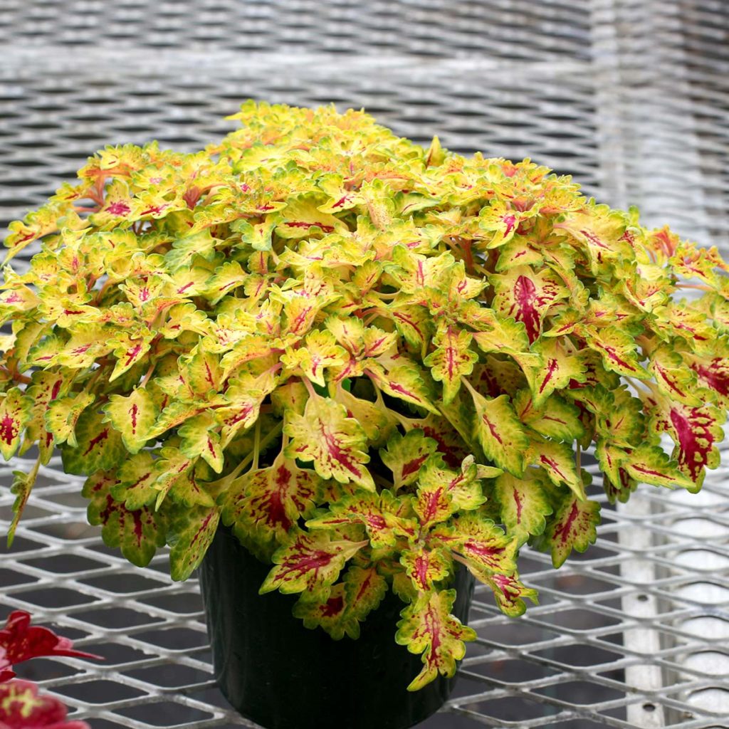 Coleus WILDFIRE™ ‘Flicker’ | TERRA NOVA® Nurseries, Inc.
