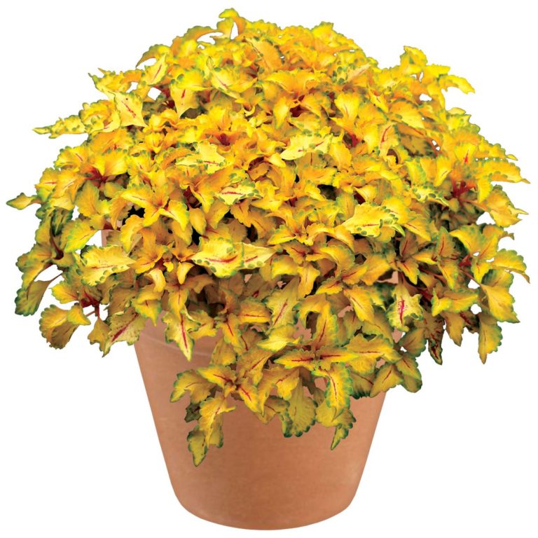 Coleus WILDFIRE™ ‘Flicker’ | TERRA NOVA® Nurseries, Inc.