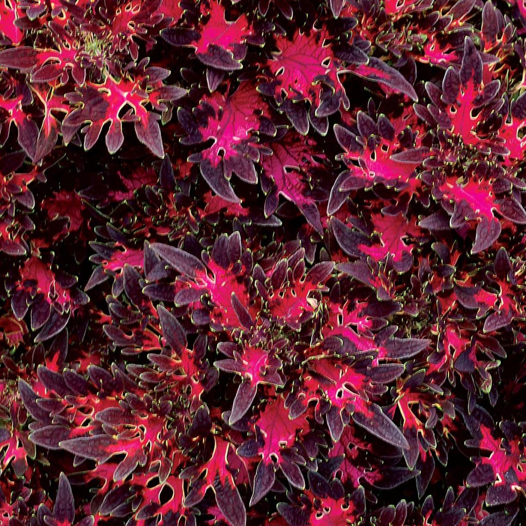 Coleus WILDFIRE™ ‘Smoky Rose’ | TERRA NOVA® Nurseries, Inc.