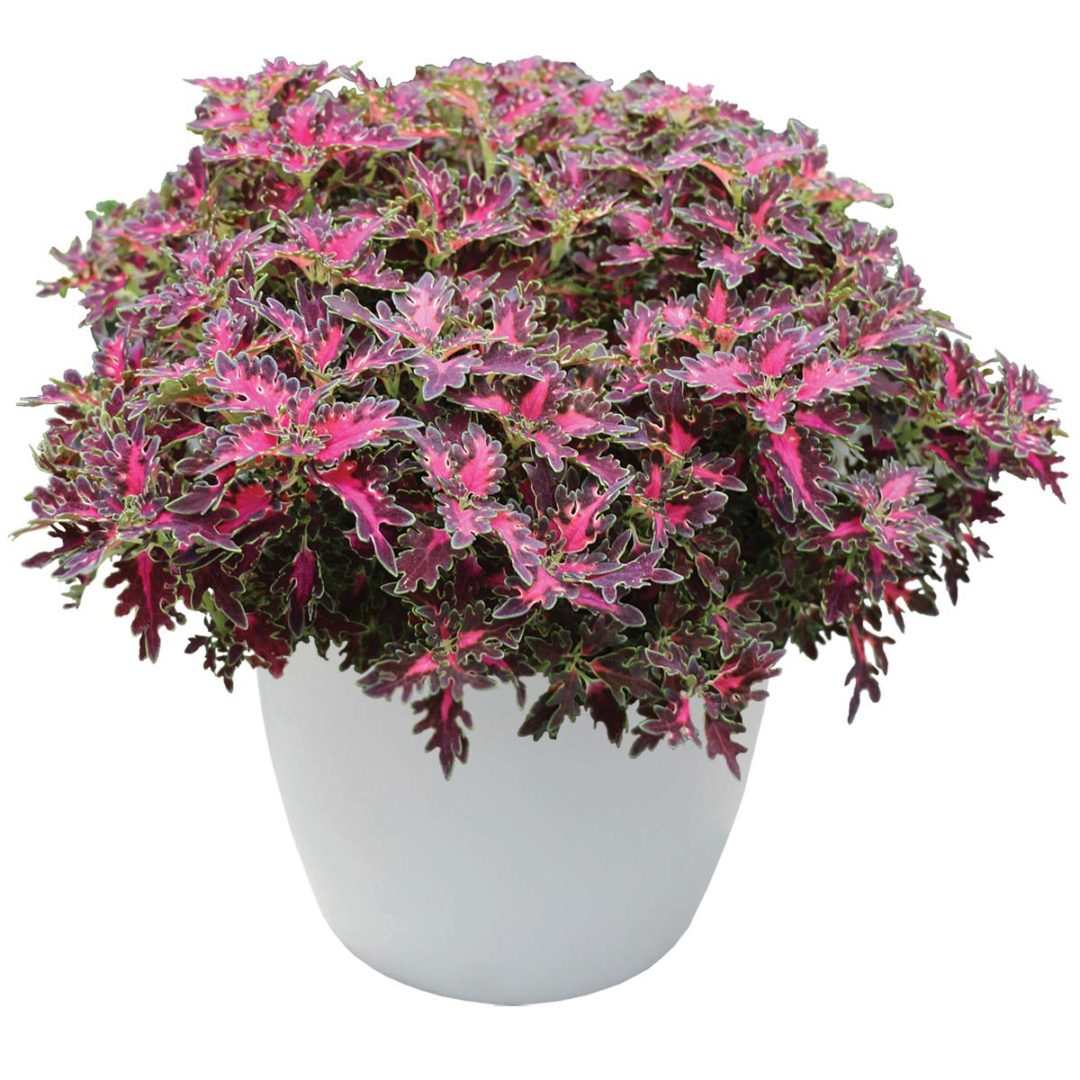 Coleus WILDFIRE™ ‘Smoky Rose’ | TERRA NOVA® Nurseries, Inc.
