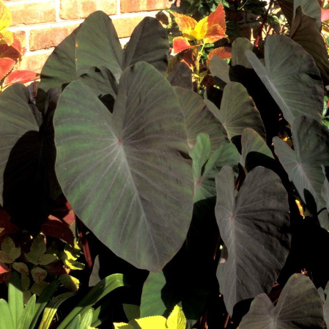 Colocasia ‘Black Magic’ | TERRA NOVA® Nurseries, Inc.