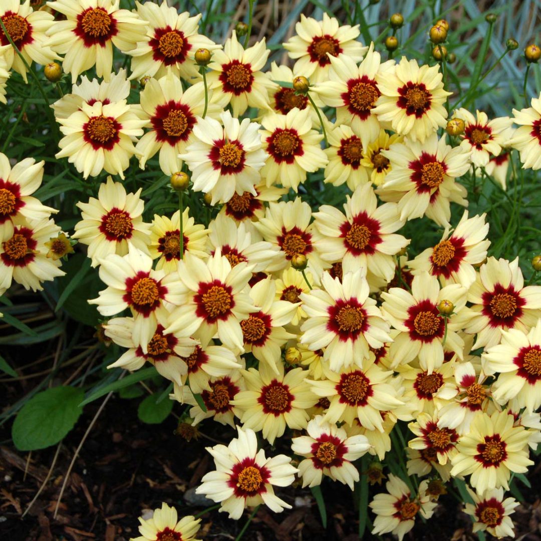 Coreopsis ‘Autumn Blush’ | TERRA NOVA® Nurseries, Inc.