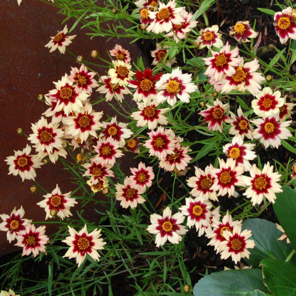Coreopsis ‘Autumn Blush’ | TERRA NOVA® Nurseries, Inc.