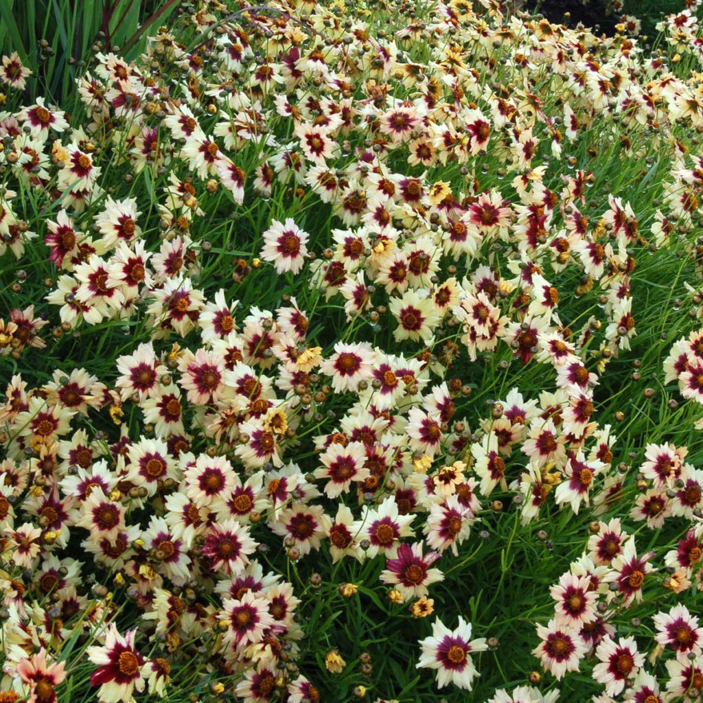 Coreopsis ‘Autumn Blush’ | TERRA NOVA® Nurseries, Inc.