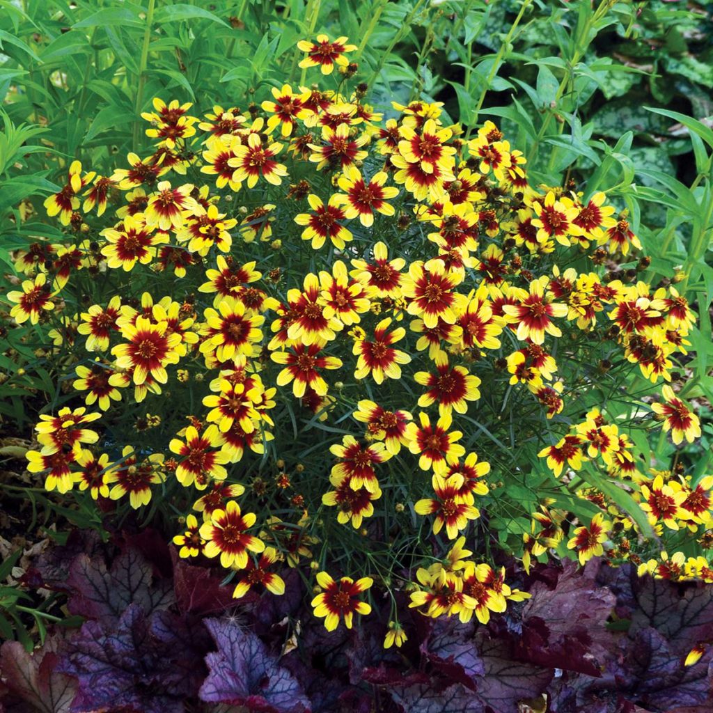 Coreopsis | TERRA NOVA® Nurseries, Inc.