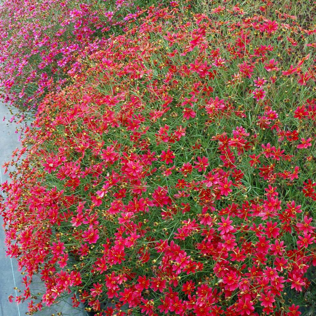 Coreopsis ‘Center Stage’ | TERRA NOVA® Nurseries, Inc.