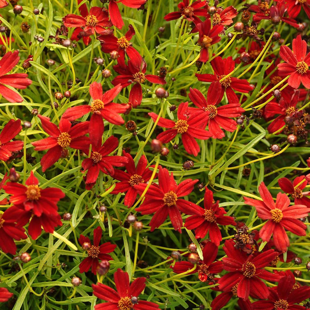 Coreopsis ‘Cherry Lemonade’ | TERRA NOVA® Nurseries, Inc.