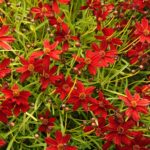Coreopsis ‘Cherry Lemonade’ | TERRA NOVA® Nurseries, Inc.