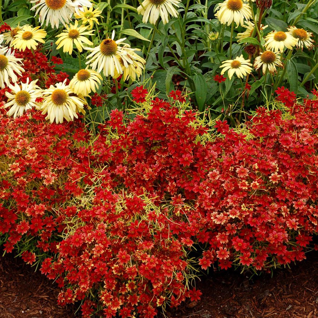 Coreopsis ‘Cherry Lemonade’ | TERRA NOVA® Nurseries, Inc.