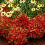 Coreopsis ‘Cherry Lemonade’ | TERRA NOVA® Nurseries, Inc.