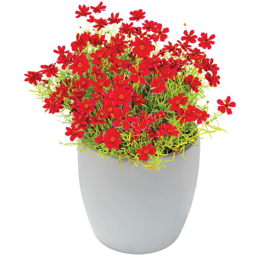 Coreopsis ‘Cherry Lemonade’ | TERRA NOVA® Nurseries, Inc.