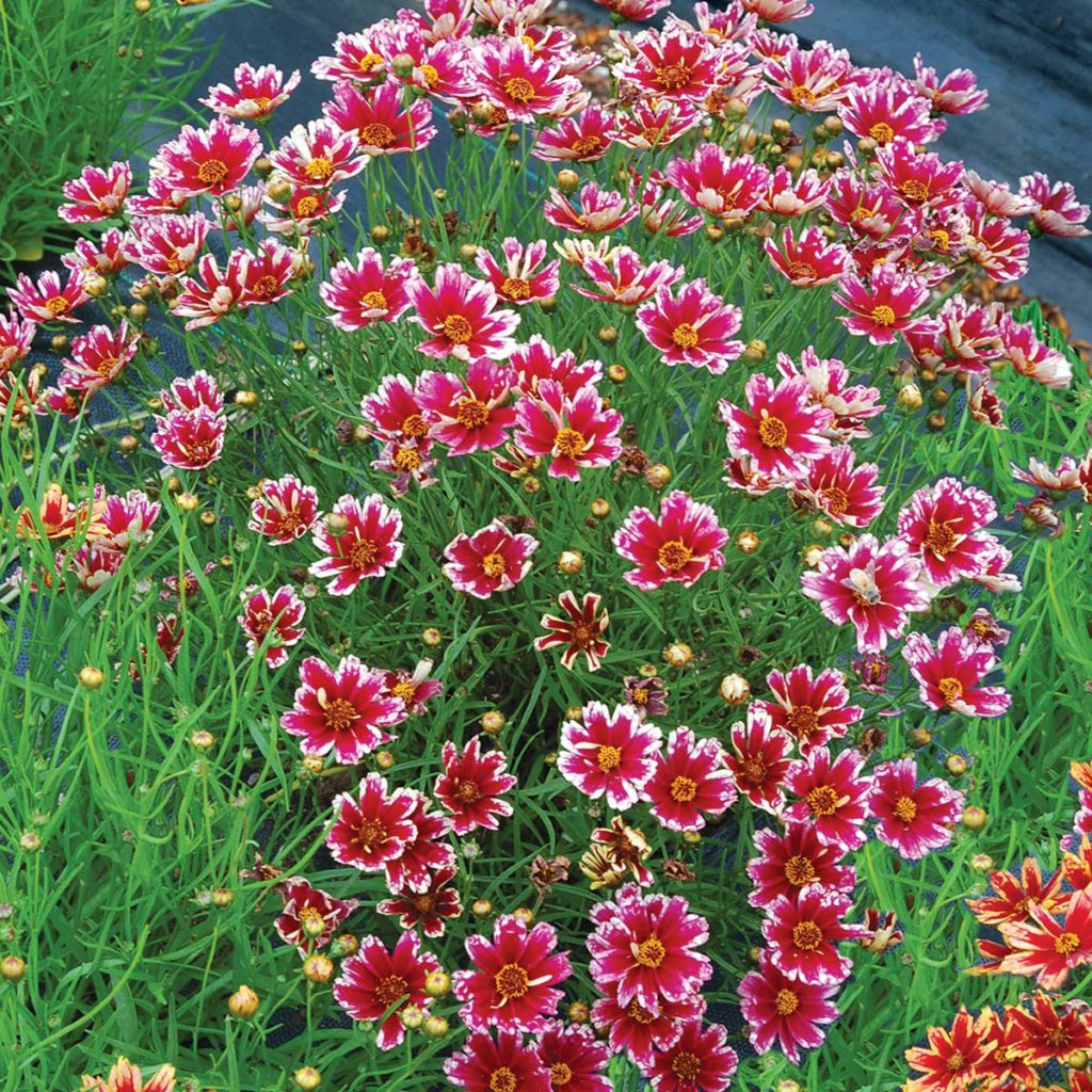 Coreopsis ‘Cranberry Ice’ | TERRA NOVA® Nurseries, Inc.