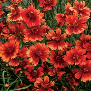 Coreopsis | TERRA NOVA® Nurseries, Inc.