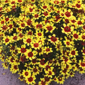 Coreopsis | TERRA NOVA® Nurseries, Inc.