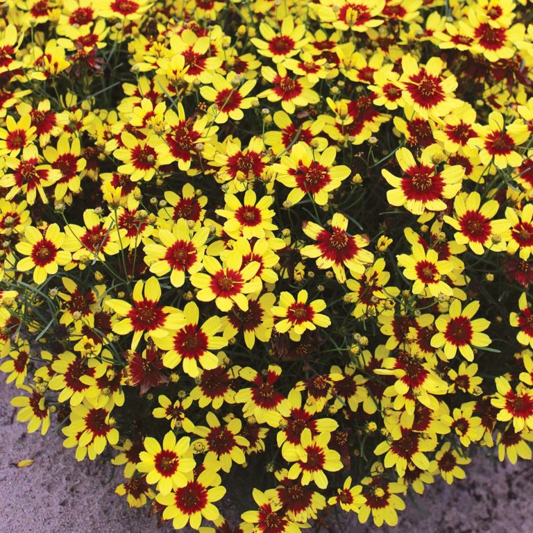 Coreopsis | TERRA NOVA® Nurseries, Inc.
