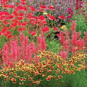 Coreopsis ‘Firefly’ | TERRA NOVA® Nurseries, Inc.