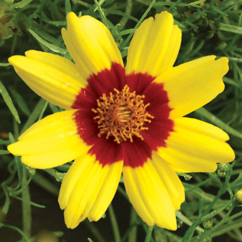 Coreopsis ‘Gold Nugget’ | TERRA NOVA® Nurseries, Inc.