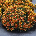 Coreopsis | TERRA NOVA® Nurseries, Inc.