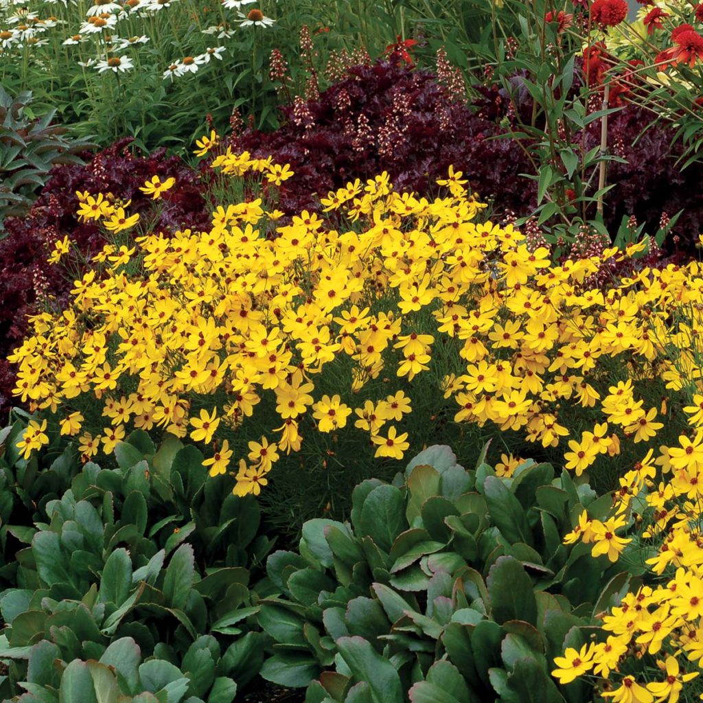 Coreopsis | TERRA NOVA® Nurseries, Inc.