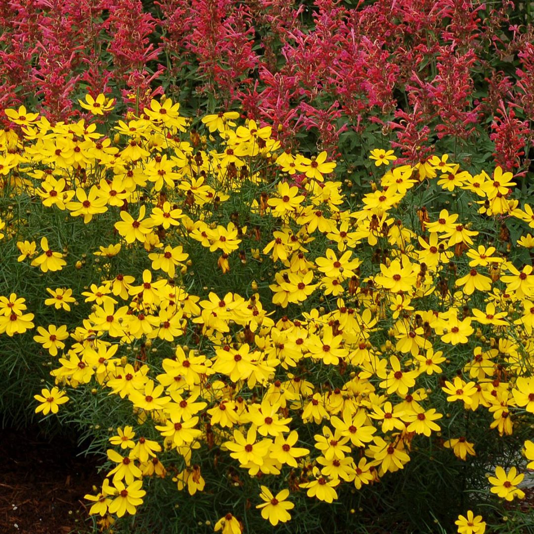 Coreopsis ‘Imperial Sun’ | TERRA NOVA® Nurseries, Inc.