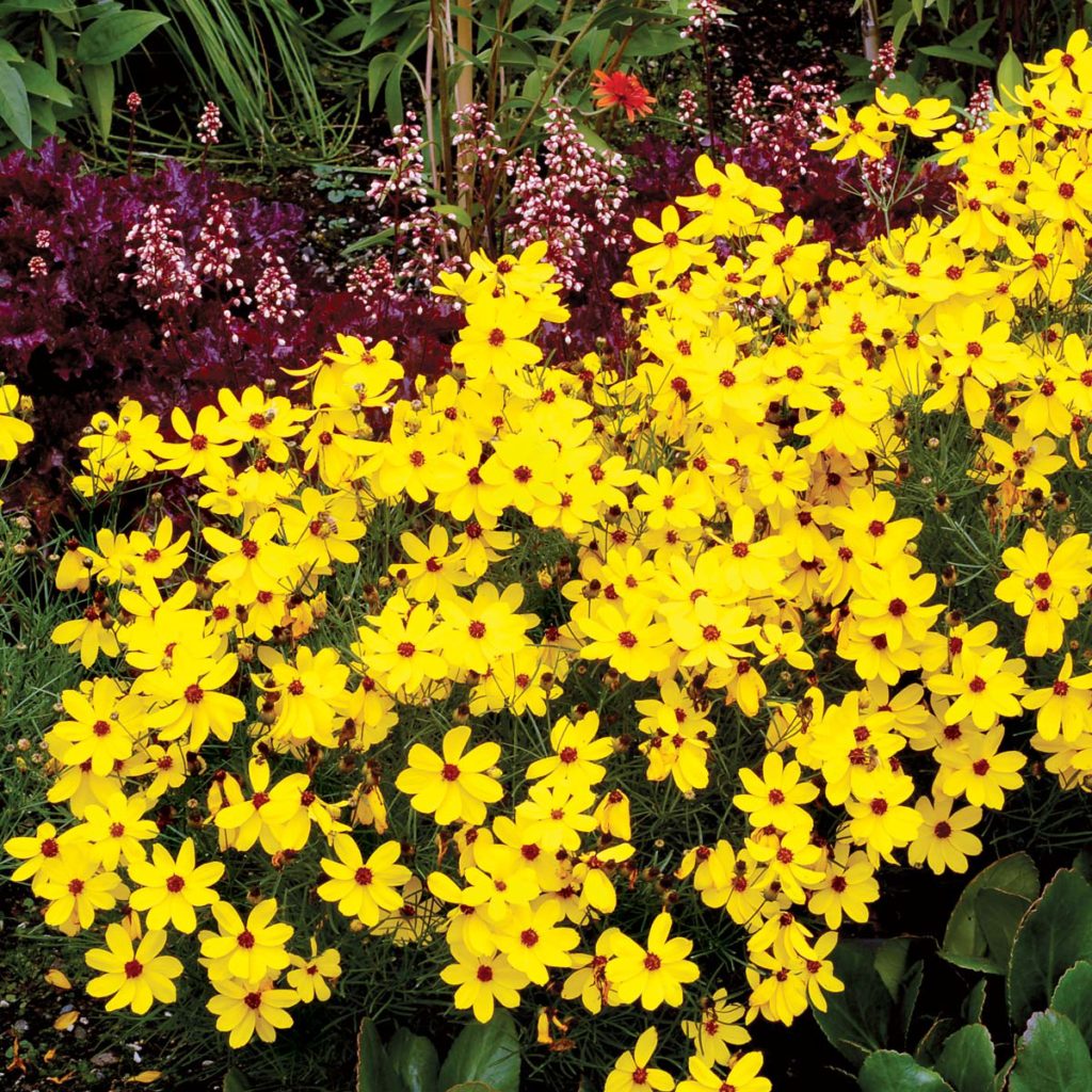 Coreopsis ‘Imperial Sun’ | TERRA NOVA® Nurseries, Inc.