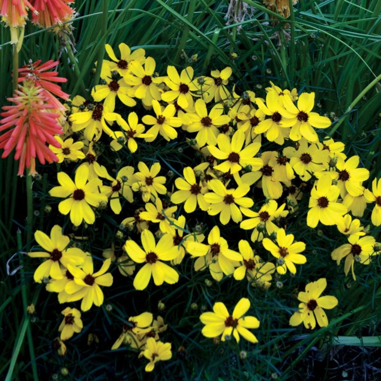 Coreopsis ‘Imperial Sun’ | TERRA NOVA® Nurseries, Inc.