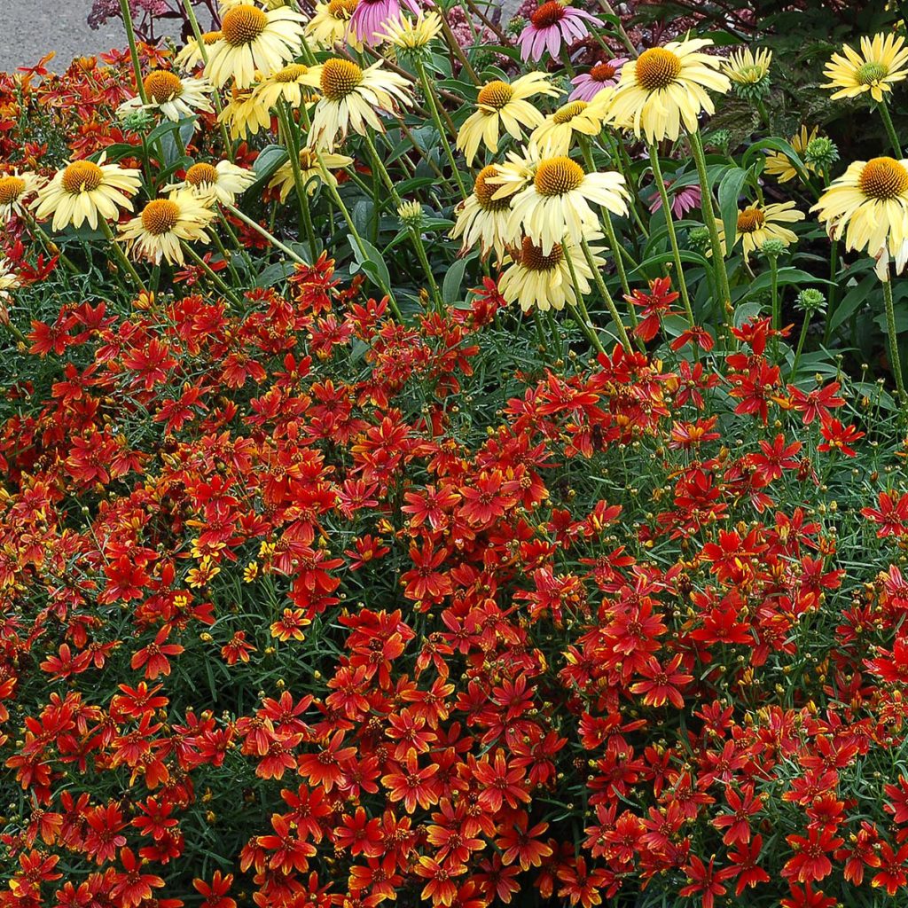 Coreopsis ‘Ruby Frost’ | TERRA NOVA® Nurseries, Inc.