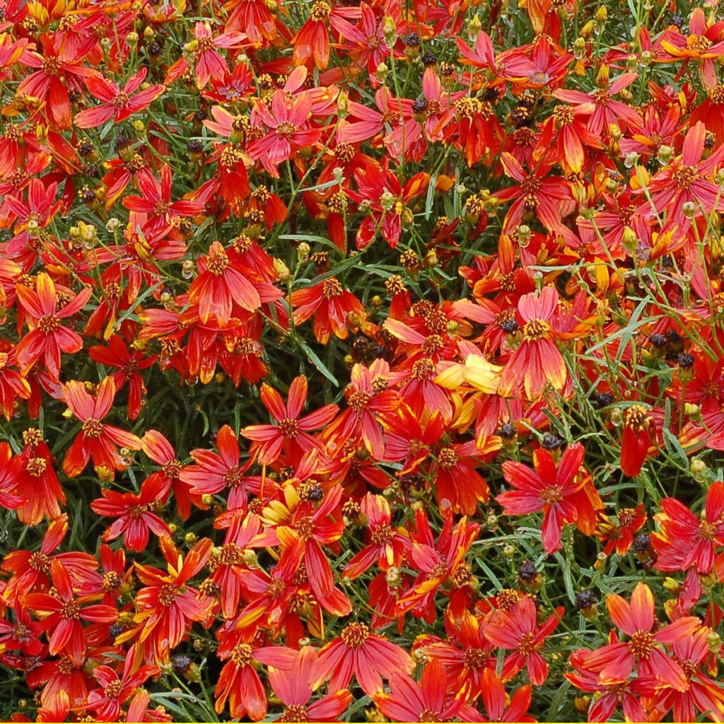 Coreopsis ‘Ladybird’ | TERRA NOVA® Nurseries, Inc.