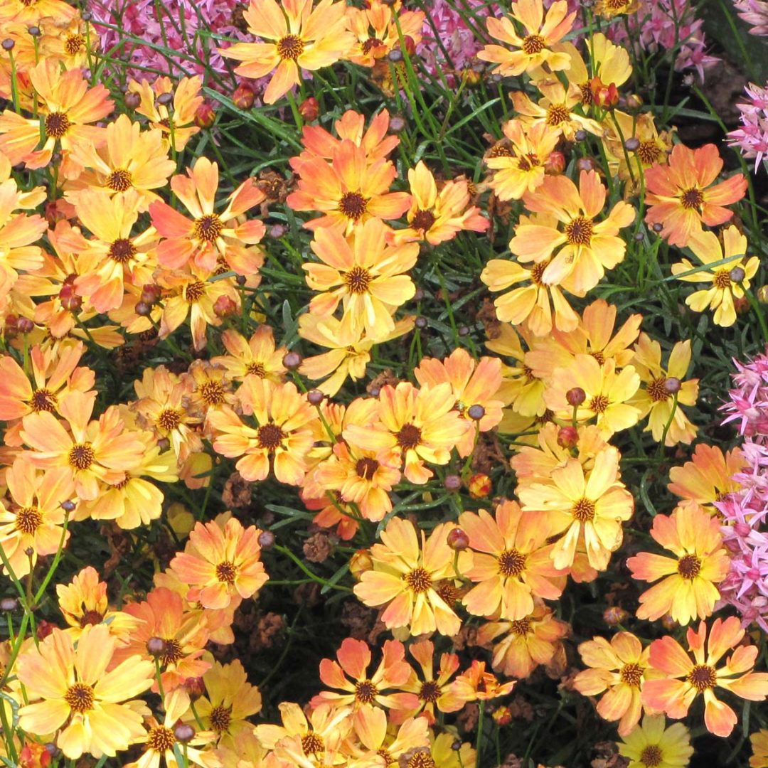 Coreopsis ‘Lemon Punch’ | TERRA NOVA® Nurseries, Inc.