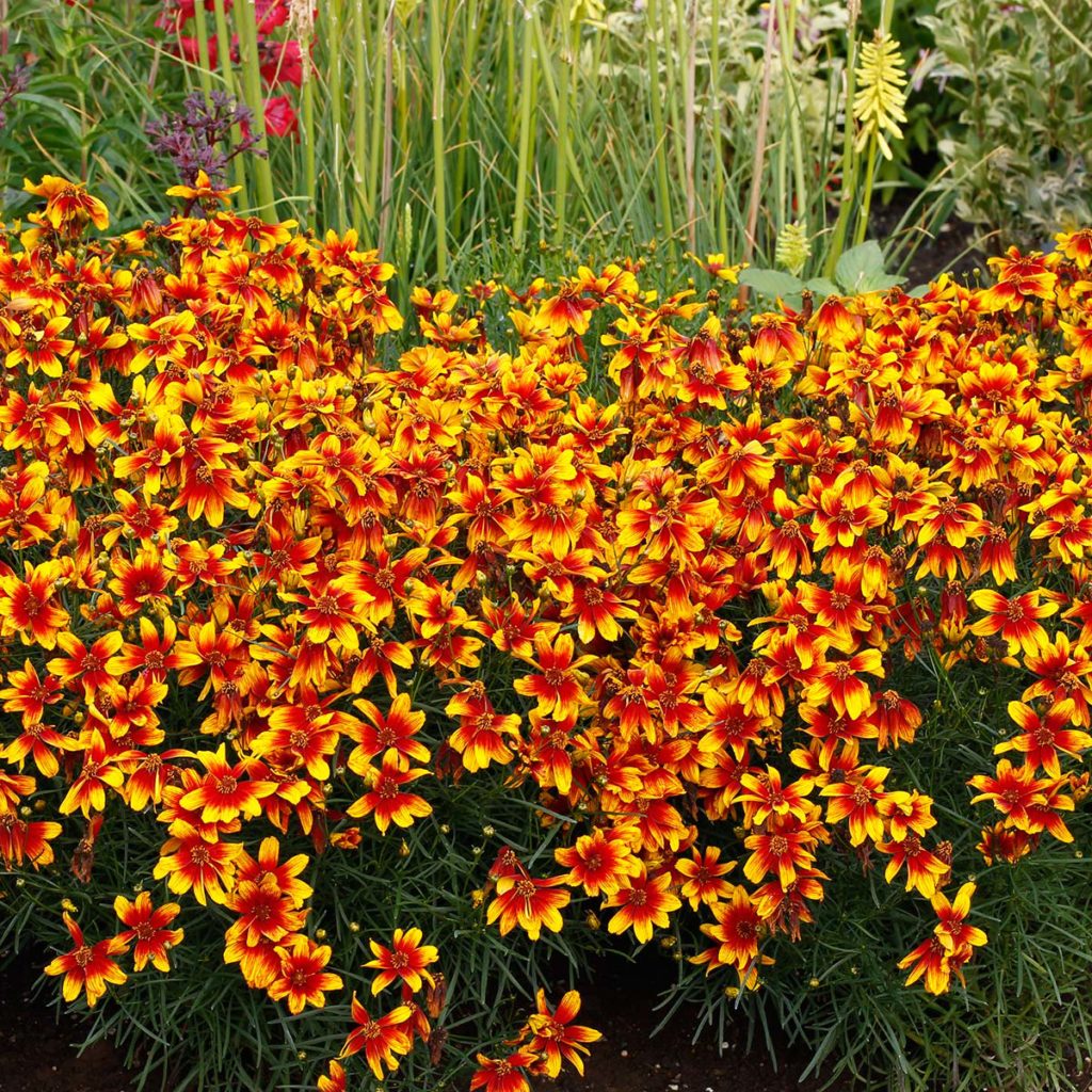 Coreopsis ‘Lightning Bug’ | TERRA NOVA® Nurseries, Inc.
