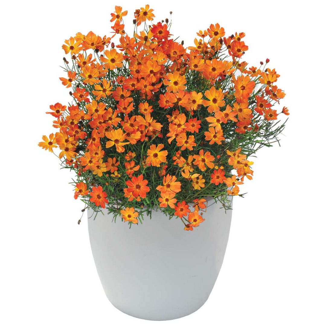 Coreopsis ‘Mango Punch’ | TERRA NOVA® Nurseries, Inc.