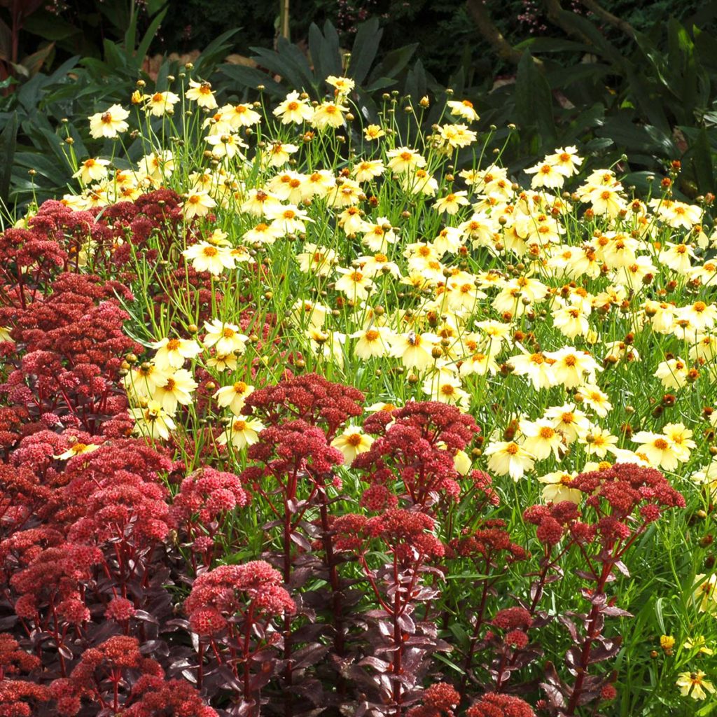 Coreopsis ‘Moonlight’ | TERRA NOVA® Nurseries, Inc.