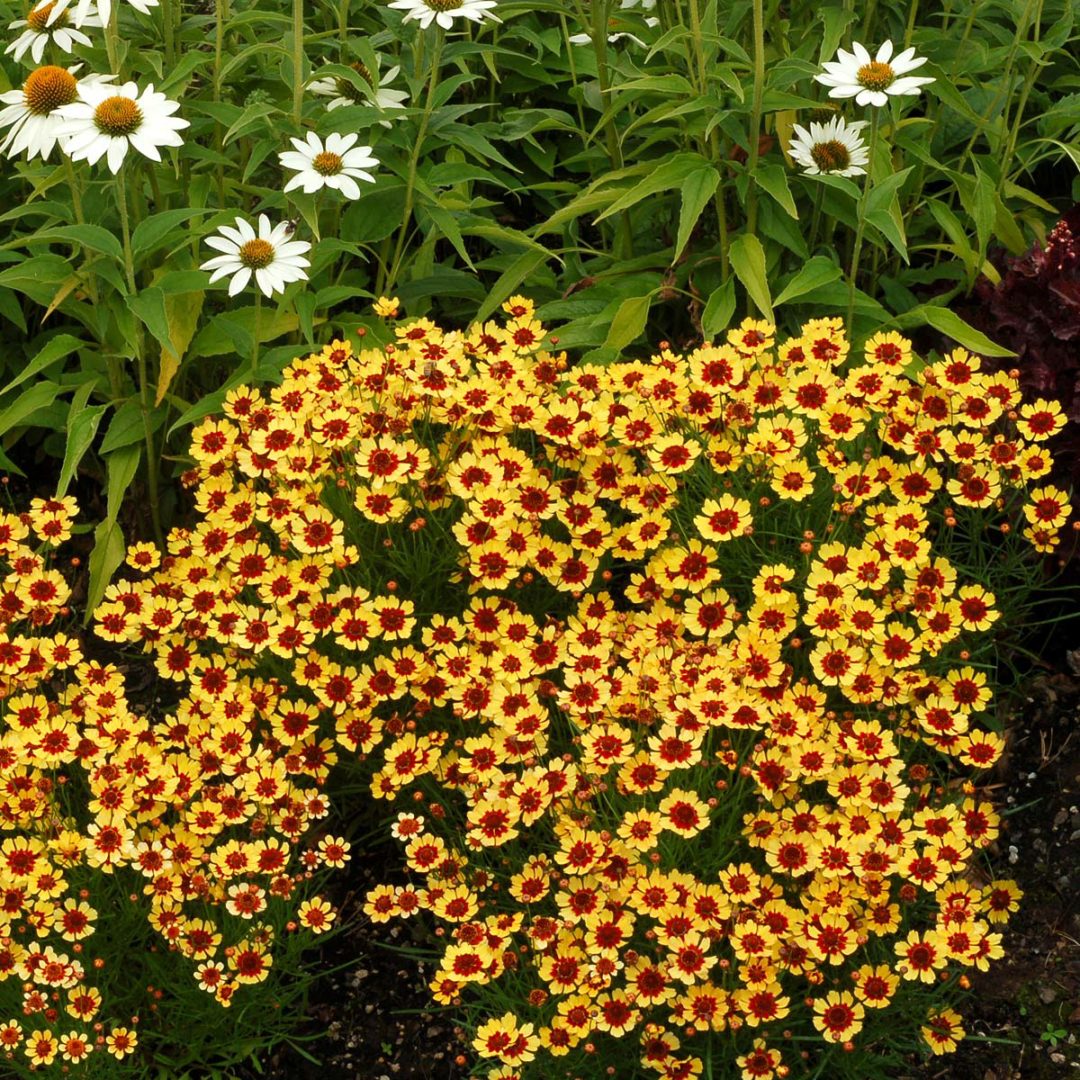 Coreopsis ‘Garnet’ | TERRA NOVA® Nurseries, Inc.