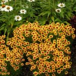 Coreopsis ‘Show Stopper’ | TERRA NOVA® Nurseries, Inc.
