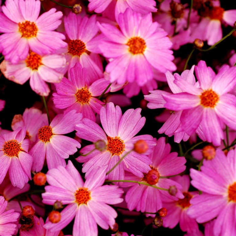 Coreopsis ‘Pink Lady’ | TERRA NOVA® Nurseries, Inc.