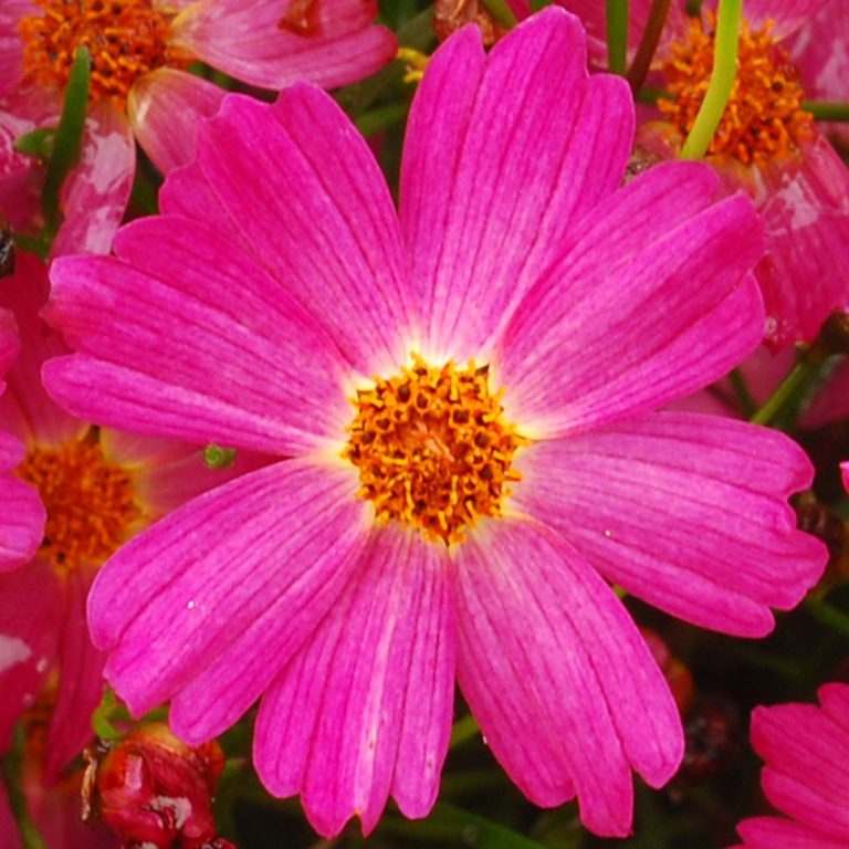Coreopsis ‘Pink Lady’ | TERRA NOVA® Nurseries, Inc.