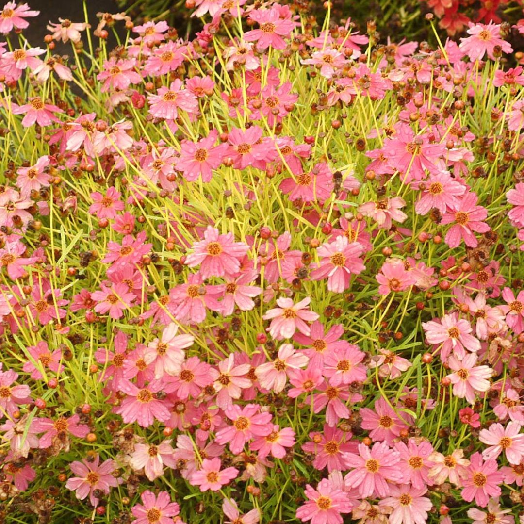Coreopsis ‘Pink Lemonade’ | TERRA NOVA® Nurseries, Inc.