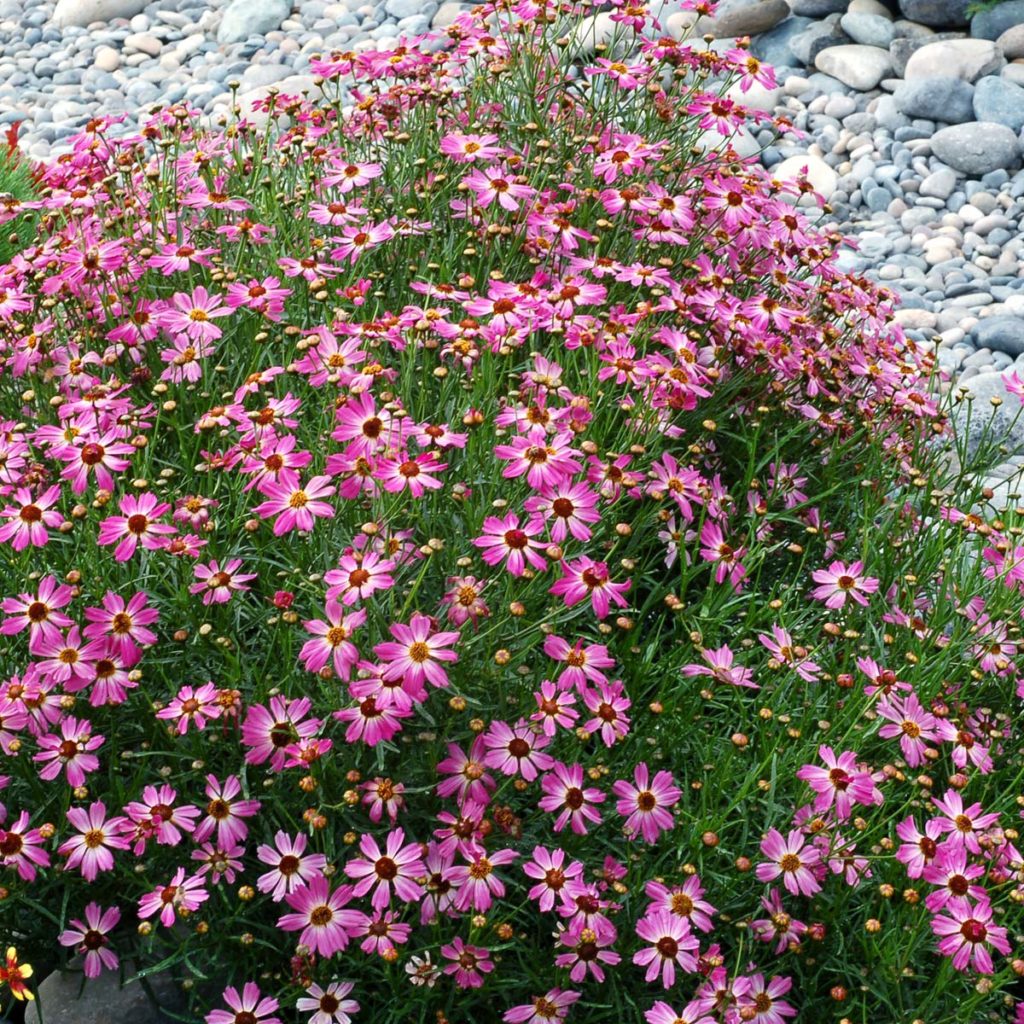 Coreopsis ‘Pink Sapphire’ | TERRA NOVA® Nurseries, Inc.
