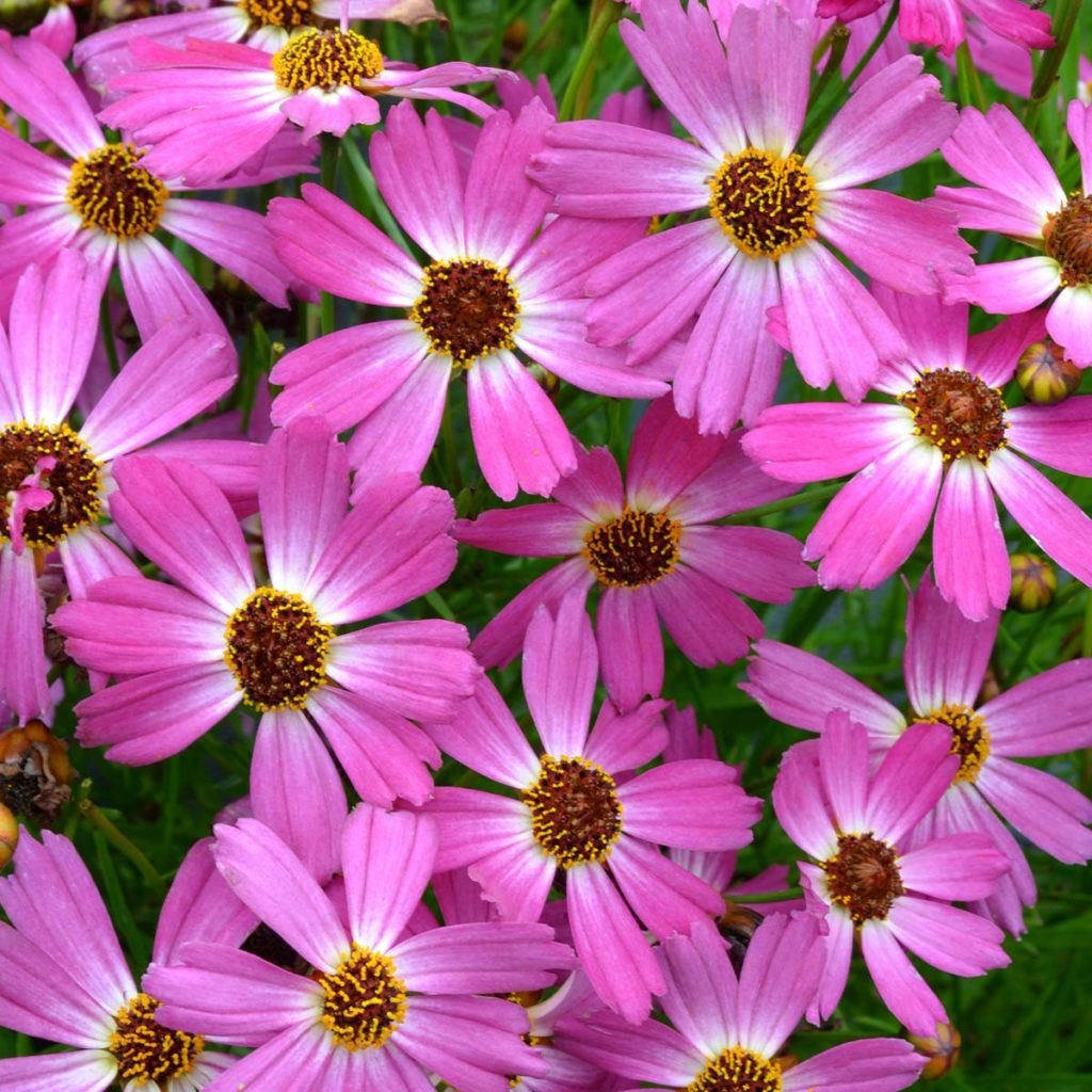 Coreopsis ‘Pink Sapphire’ | TERRA NOVA® Nurseries, Inc.