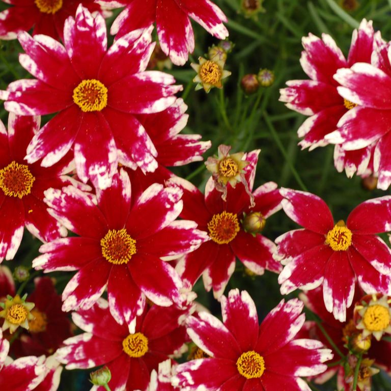 Coreopsis ‘Ruby Frost’ | TERRA NOVA® Nurseries, Inc.