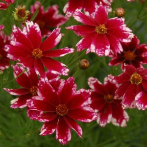 Coreopsis ‘Ruby Frost’ | TERRA NOVA® Nurseries, Inc.