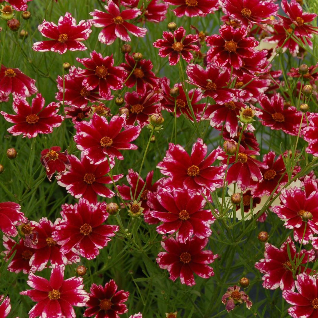 Coreopsis ‘Ruby Frost’ | TERRA NOVA® Nurseries, Inc.