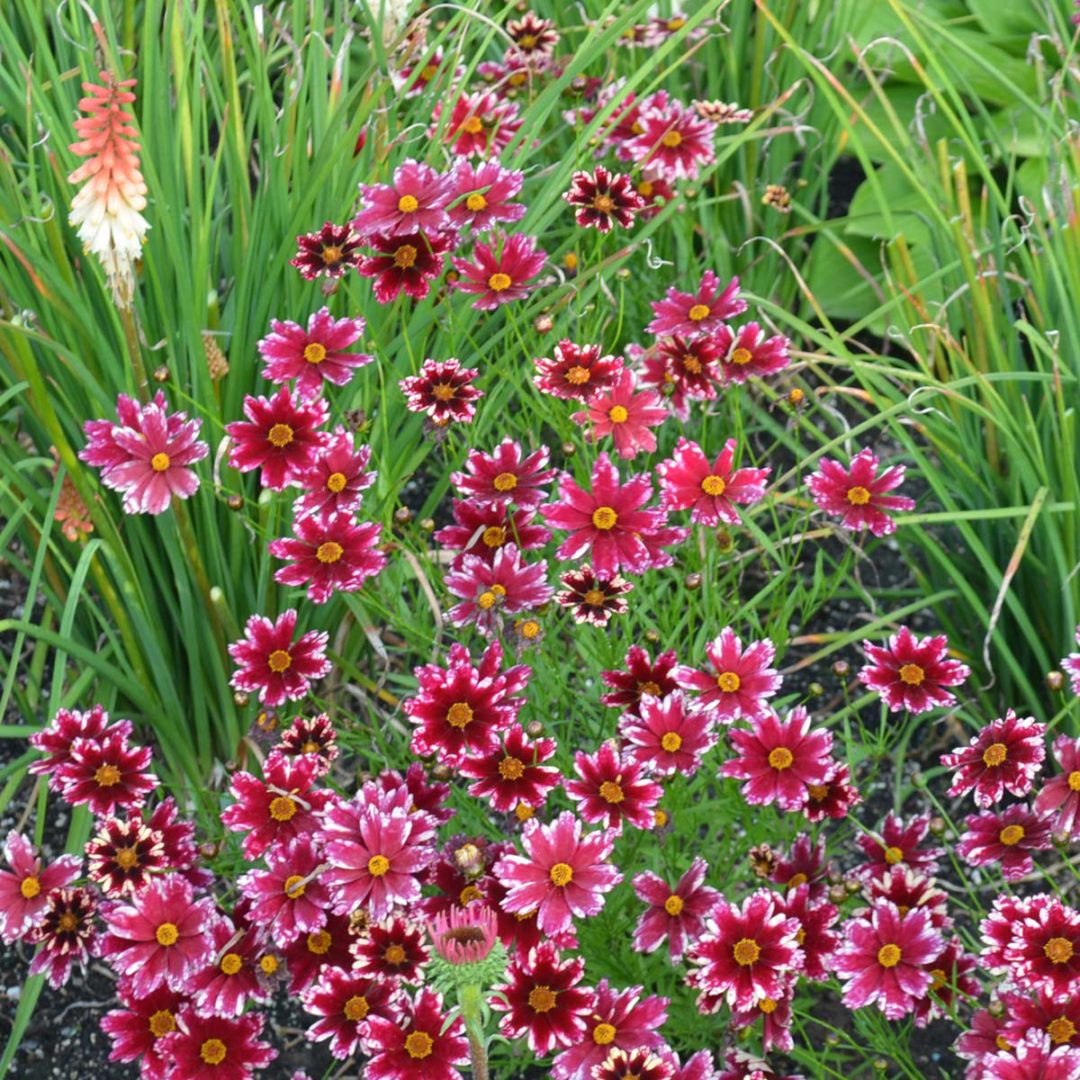 Coreopsis ‘Ruby Frost’ | TERRA NOVA® Nurseries, Inc.