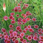 Coreopsis ‘Ruby Frost’ | TERRA NOVA® Nurseries, Inc.