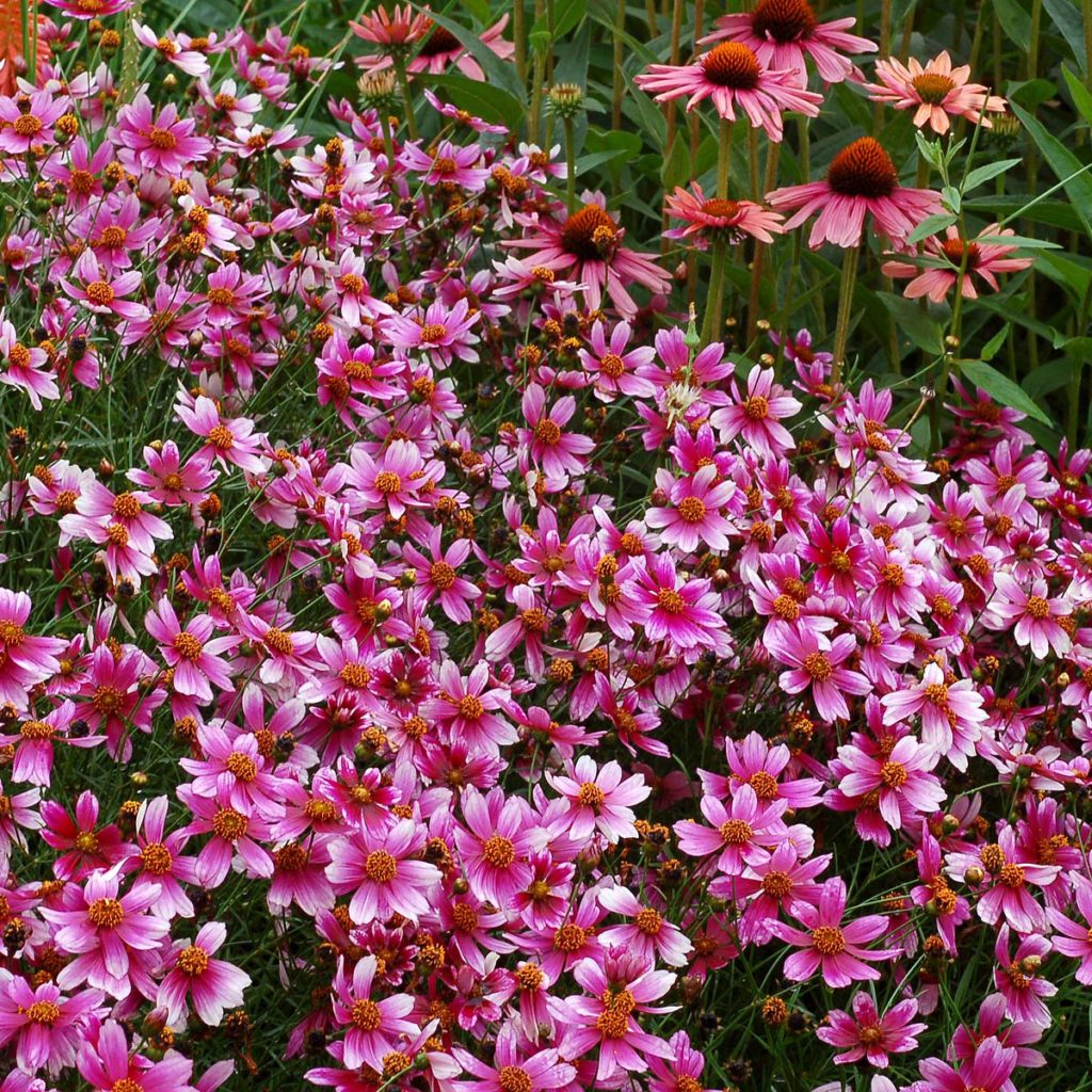 Coreopsis ‘Show Stopper’ | TERRA NOVA® Nurseries, Inc.