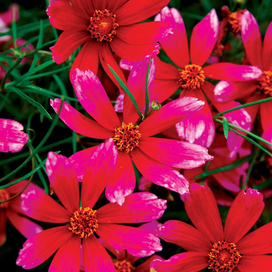 Coreopsis ‘Show Stopper’ | TERRA NOVA® Nurseries, Inc.