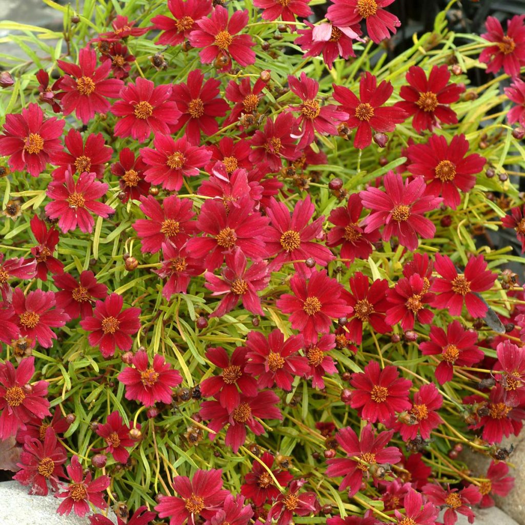 Coreopsis ‘Strawberry Lemonade’ | TERRA NOVA® Nurseries, Inc.