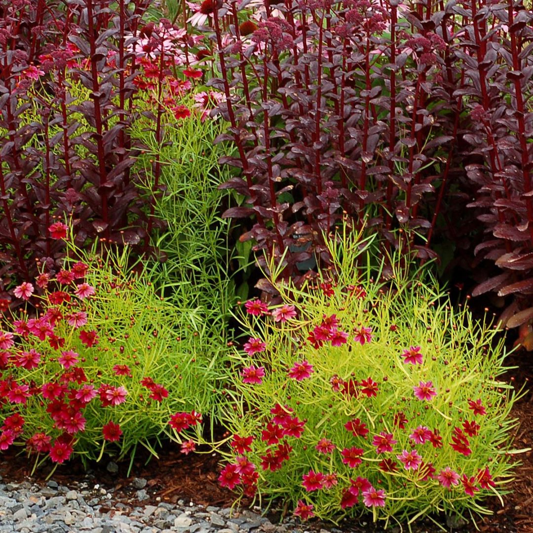 Coreopsis ‘Strawberry Lemonade’ | TERRA NOVA® Nurseries, Inc.