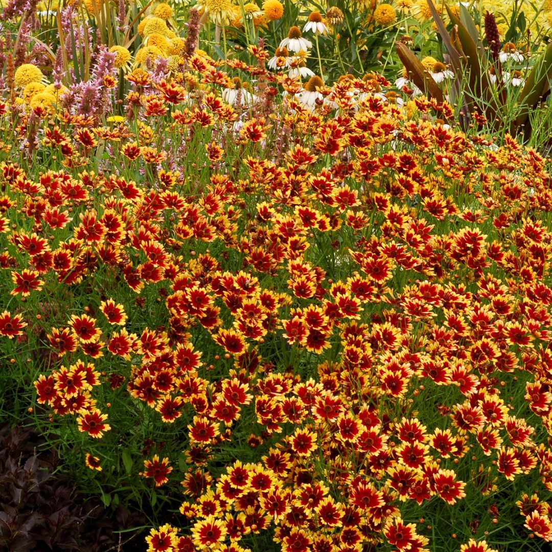 Coreopsis ‘Summer Punch’ | TERRA NOVA® Nurseries, Inc.